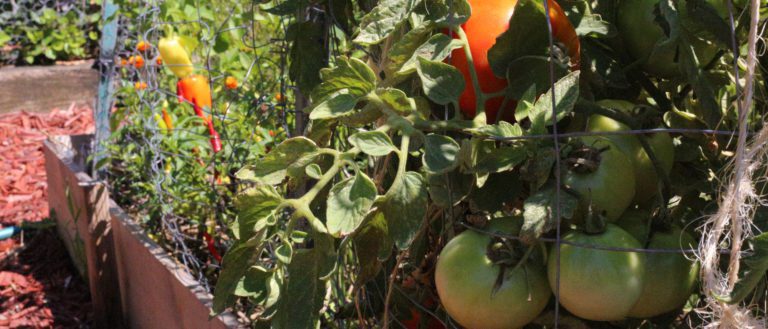 Home | Guido's Pizzeria and Tapas